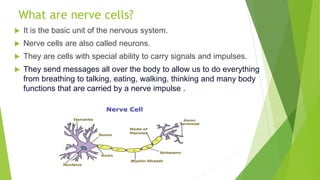 Nerve cell |Science 10 | Third Quarter.pptx