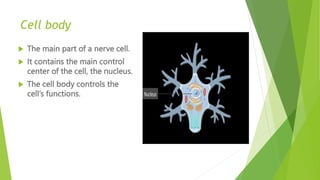 Nerve cell |Science 10 | Third Quarter.pptx