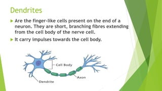 Nerve cell |Science 10 | Third Quarter.pptx