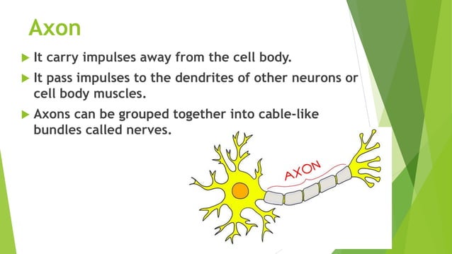 Nerve cell |Science 10 | Third Quarter.pptx | Brain and Nervous System Disorders | Diseases and ...