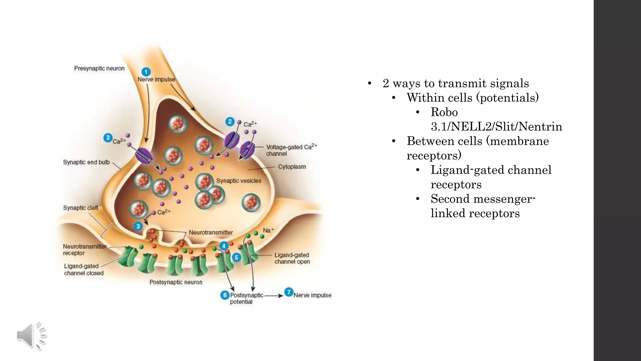 Nerve Cell Communication | PPT