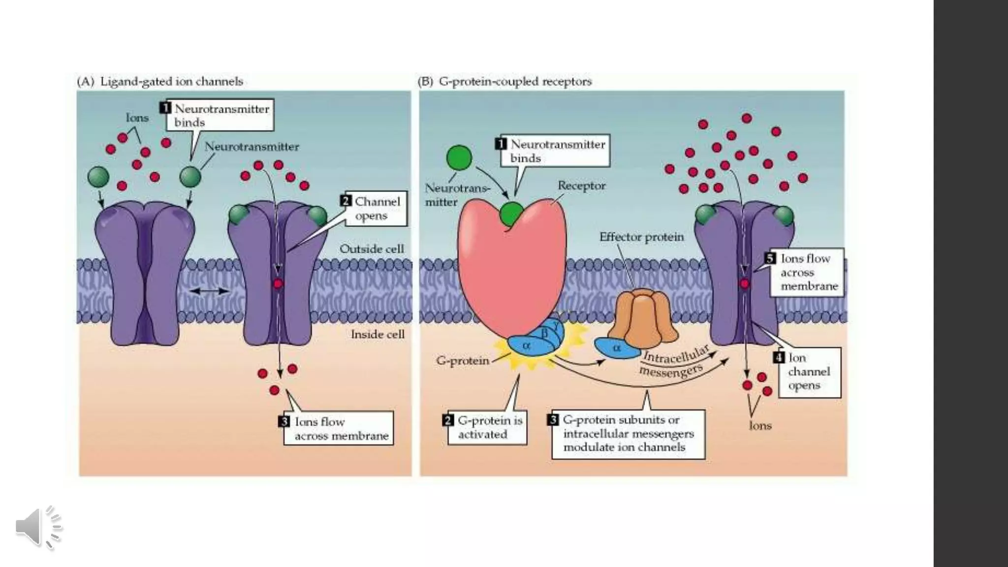 Nerve Cell Communication | PPT