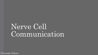 Nerve Cell Communication | PPT