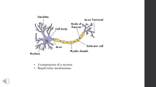 Nerve Cell Communication | PPT