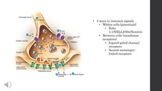 Nerve Cell Communication | PPT