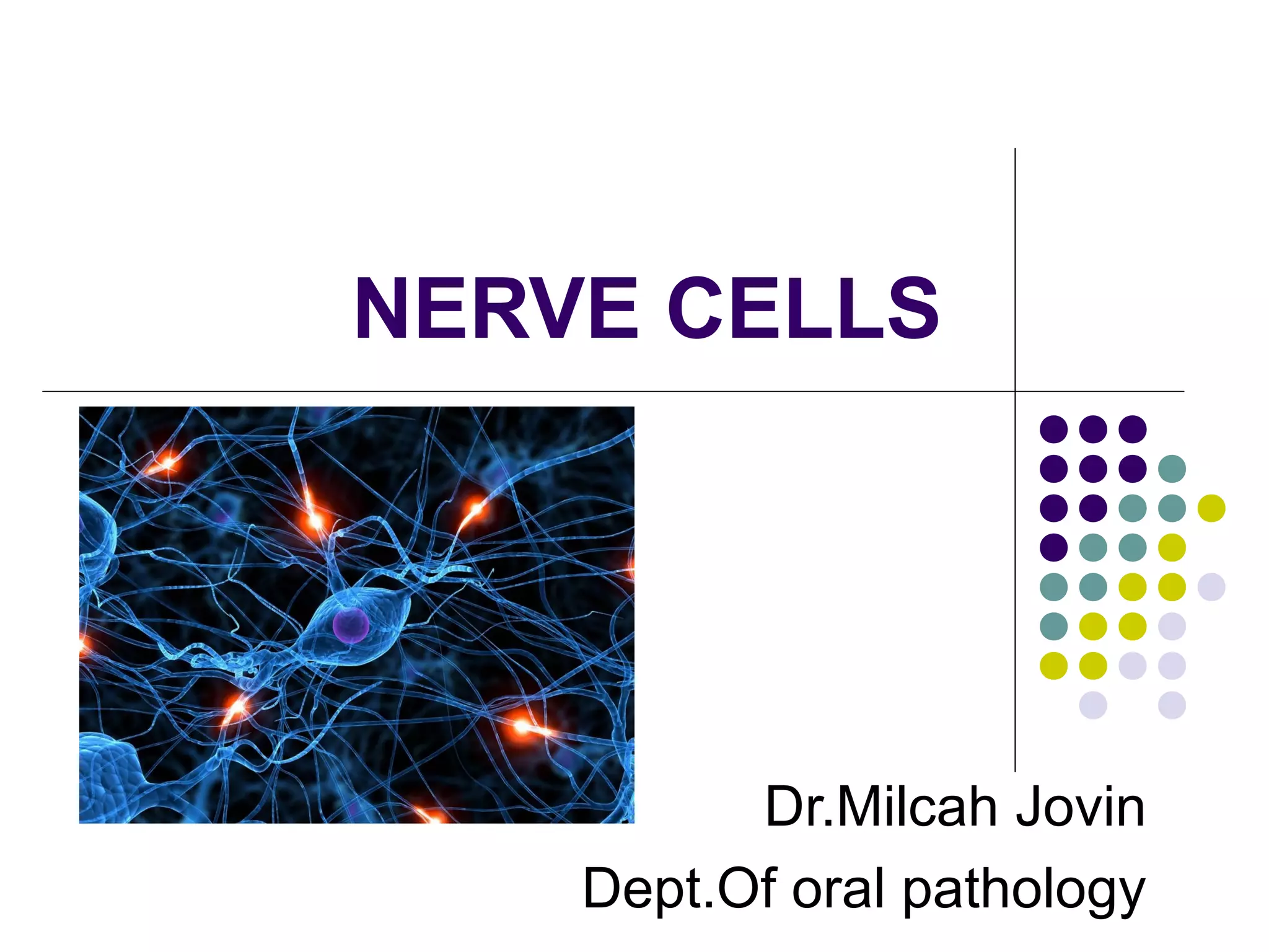 Nerve cells ,Dr.MJ