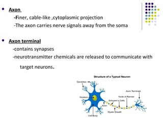 Nerve cells ,Dr.MJ