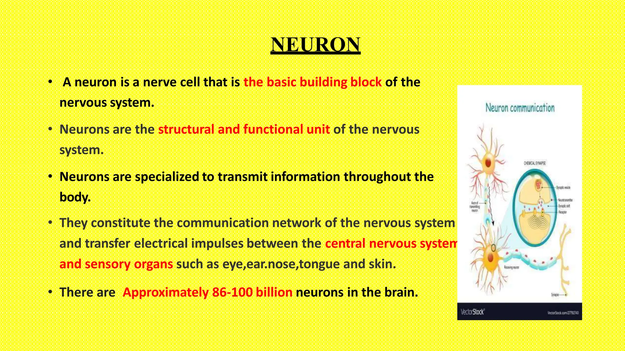 NERVE CELLS FINAL( NEURON AND GLIAL CELLS.pptx FOR NURSING STUDENTS | PPTX
