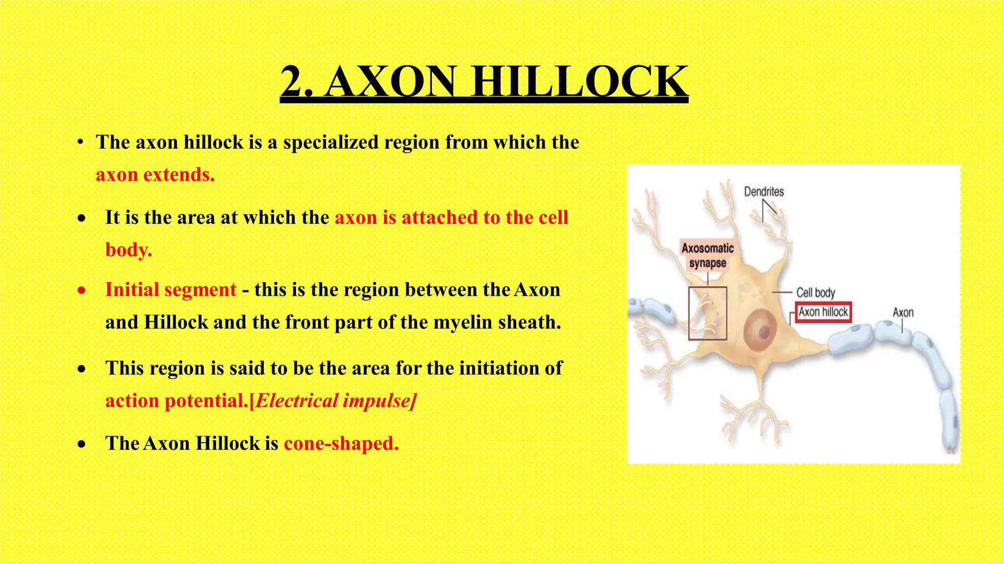 NERVE CELLS FINAL( NEURON AND GLIAL CELLS.pptx FOR NURSING STUDENTS | PPTX