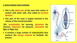 NERVE CELLS FINAL( NEURON AND GLIAL CELLS.pptx FOR NURSING STUDENTS | PPTX