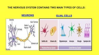 NERVE CELLS FINAL( NEURON AND GLIAL CELLS.pptx FOR NURSING STUDENTS | PPTX