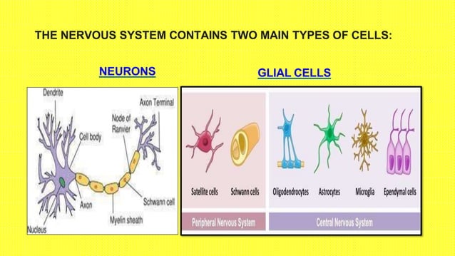 NERVE CELLS FINAL( NEURON AND GLIAL CELLS.pptx FOR NURSING STUDENTS ...