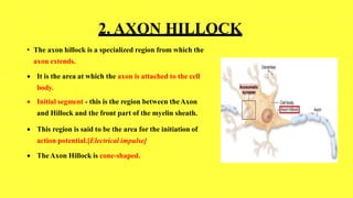 NERVE CELLS FINAL( NEURON AND GLIAL CELLS.pptx FOR NURSING STUDENTS ...
