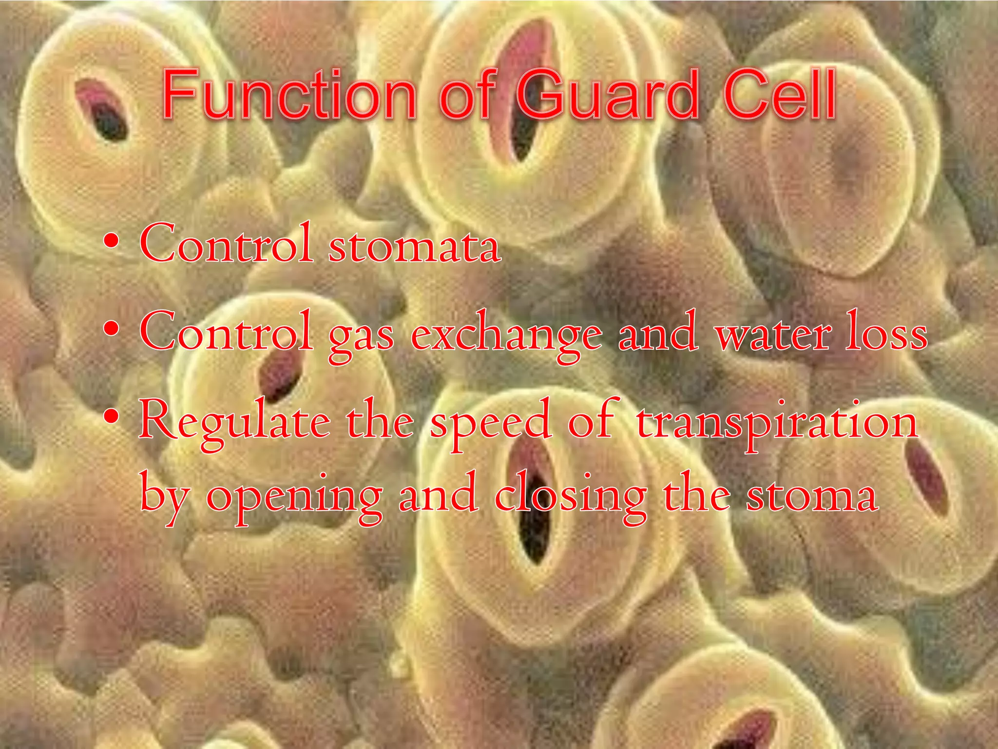 Nerve cells & guard cells | PPTX