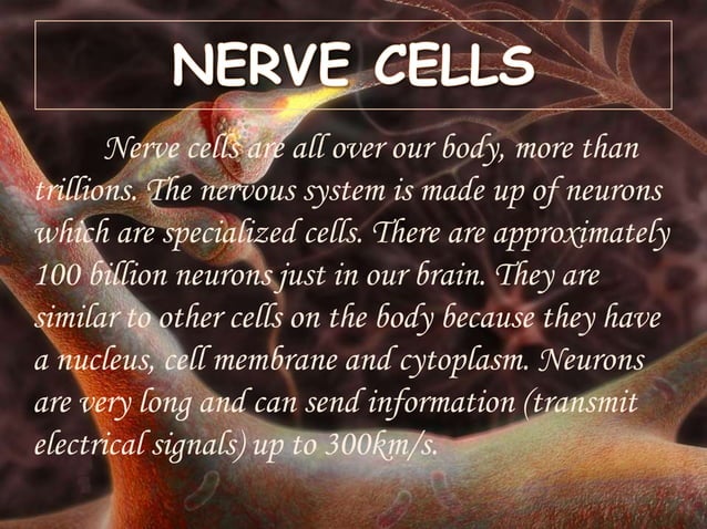 Nerve cells & guard cells | PPTX | Brain and Nervous System Disorders ...