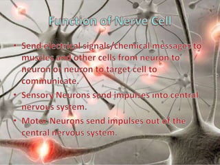 Nerve cells & guard cells | PPTX | Brain and Nervous System Disorders ...