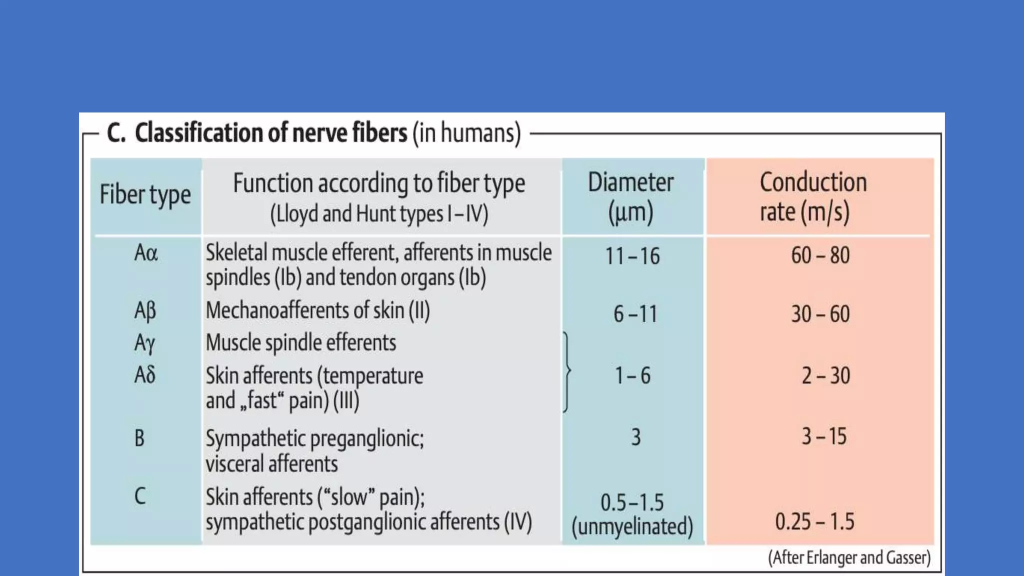 Nerve classification.pptx