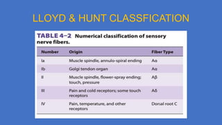 Nerve classification.pptx