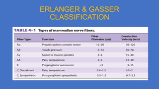 Nerve classification.pptx