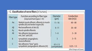 Nerve classification.pptx