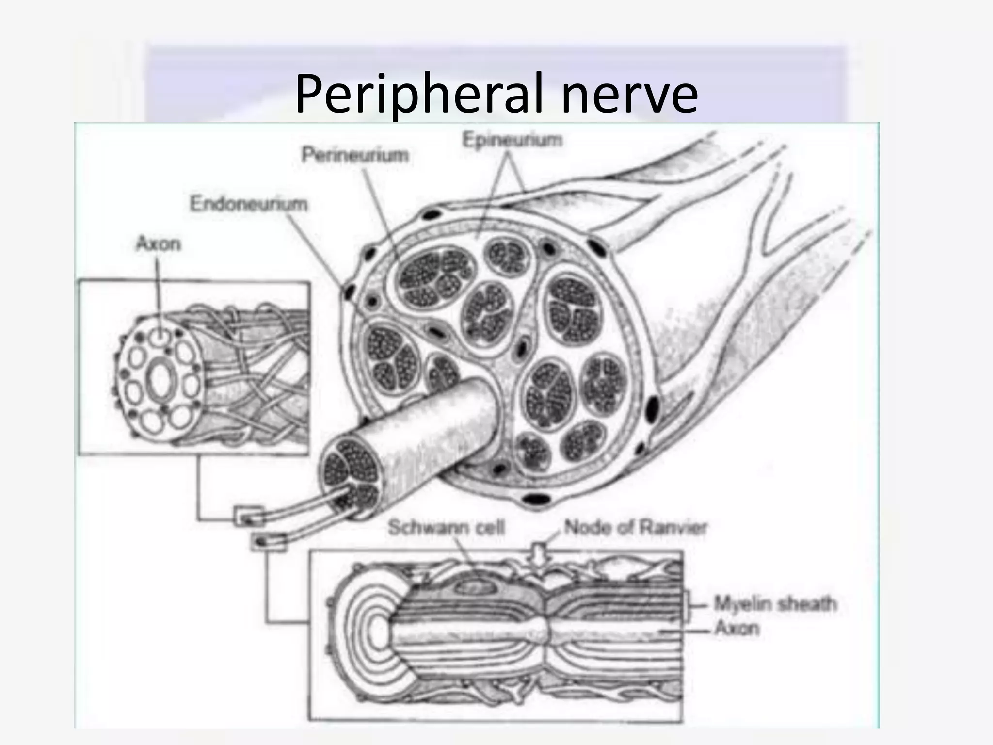 Nerve compression syndrome | PPTX
