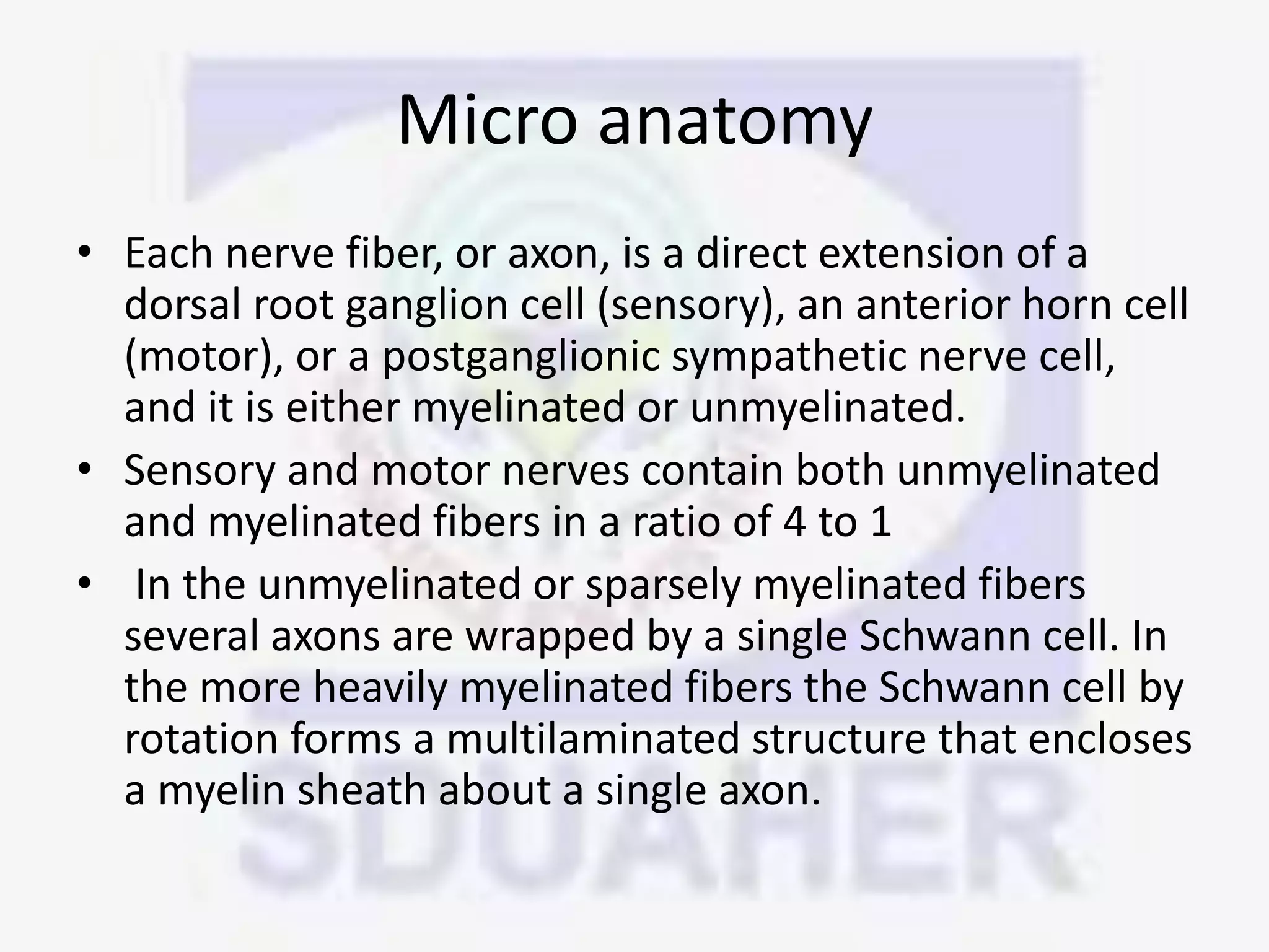 Nerve compression syndrome | PPTX