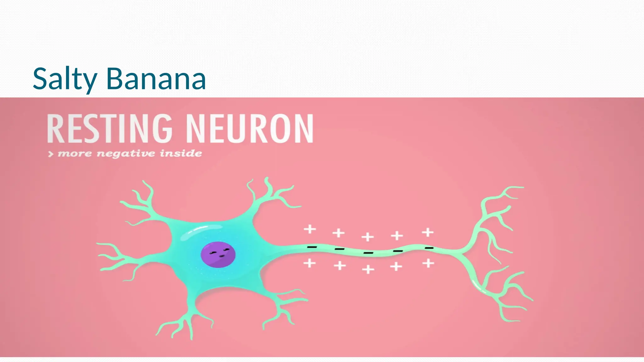 Nerve conduction Physiology and Anatomy1 | PPT