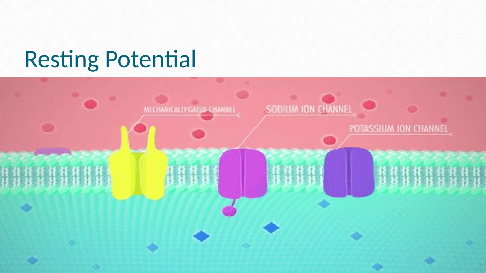 Nerve conduction Physiology and Anatomy1 | PPT