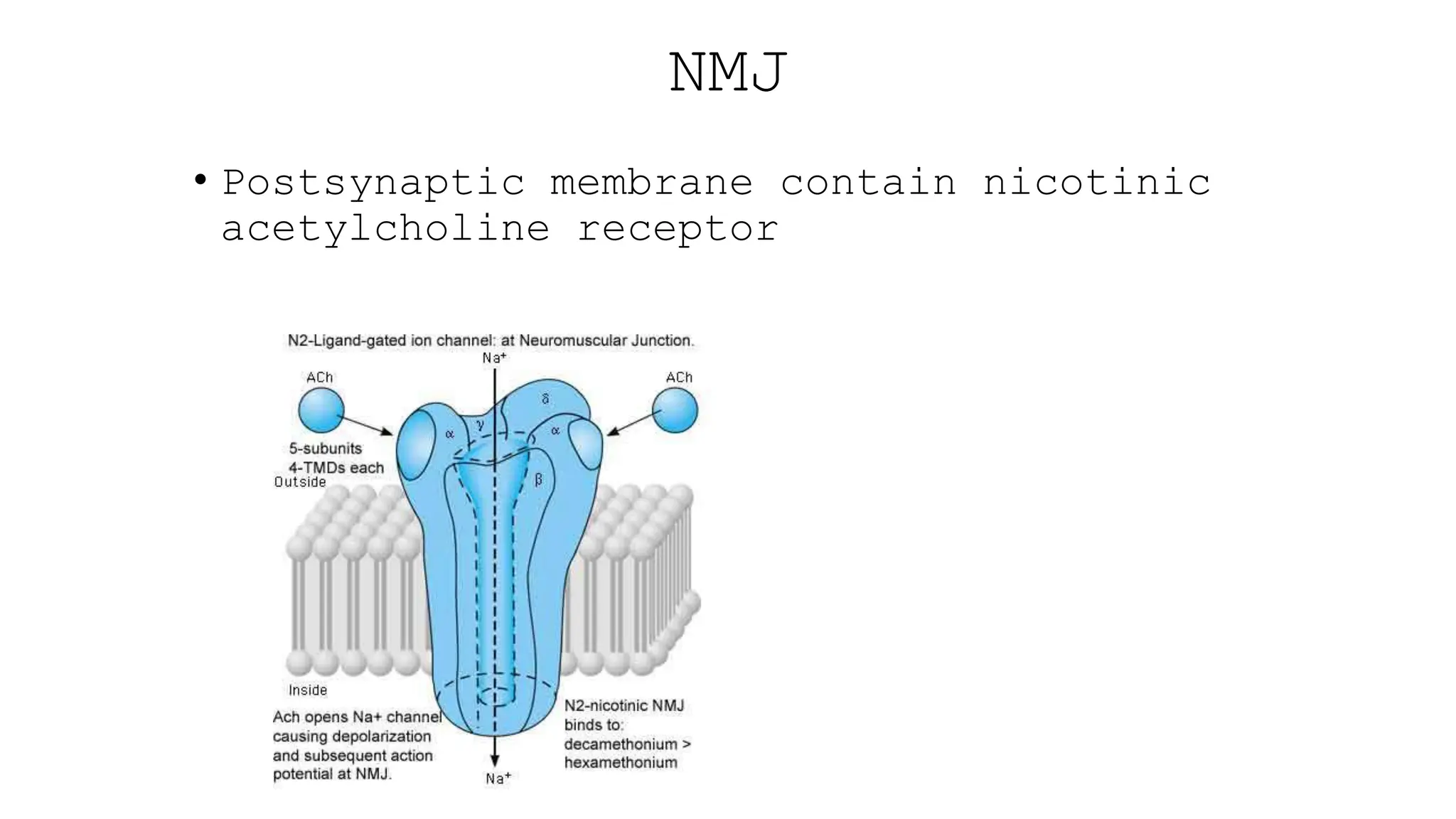 Nerve conduction Neurotransmitters NMJ.pptx