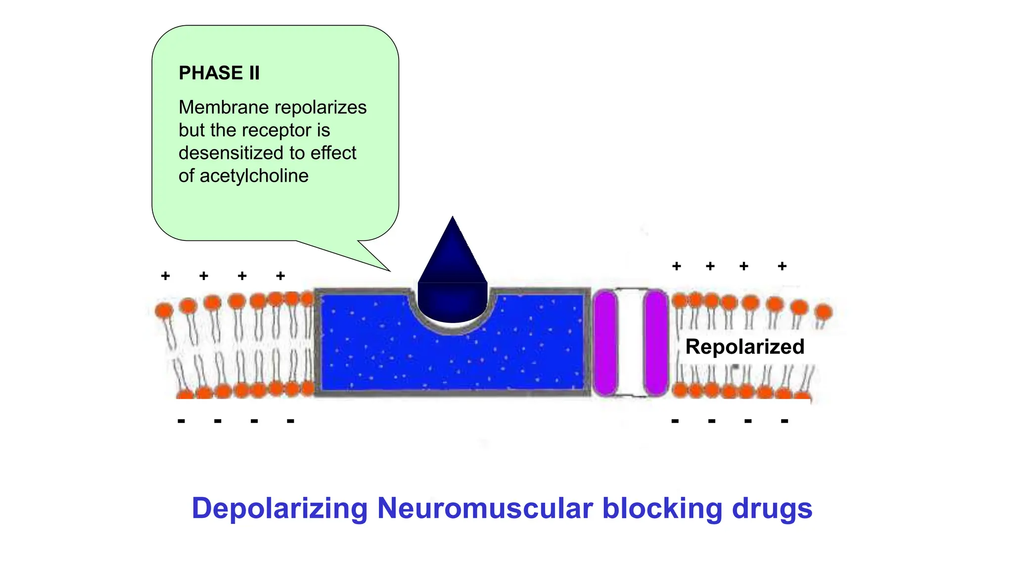 Nerve conduction Neurotransmitters NMJ.pptx