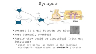 Nerve conduction Neurotransmitters NMJ.pptx