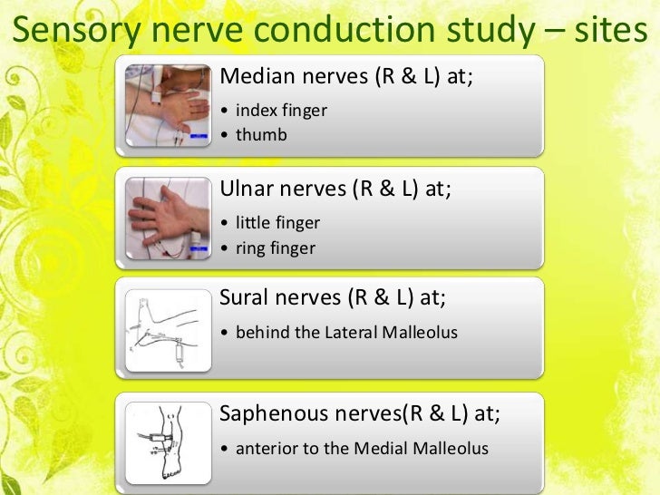 Nerve Study Guide