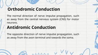Nerve Conduction Study or NCS, Motor Conduction Study, Sensory ...