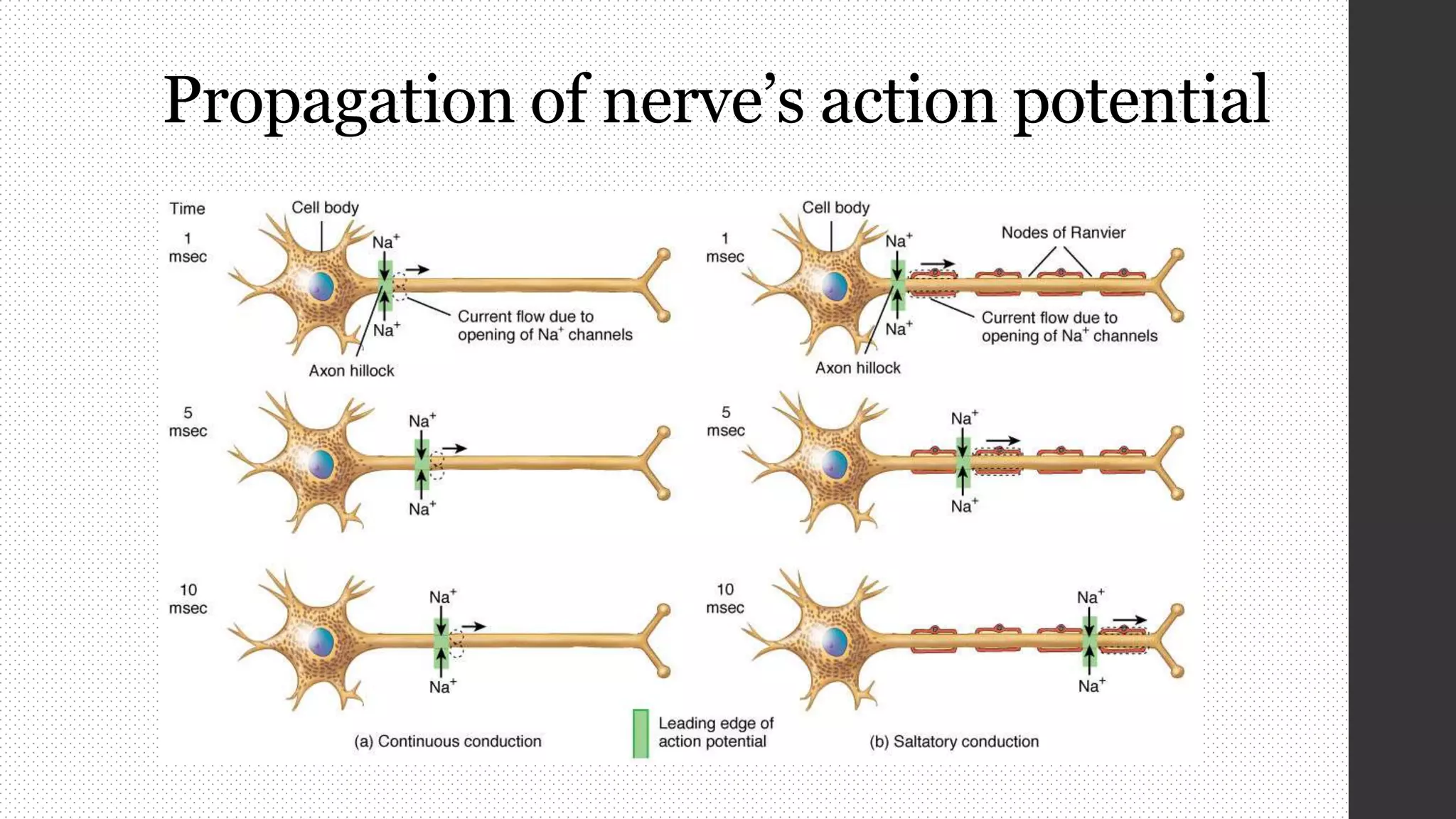 Repetitive Nerve Conduction | Effects of temperature on neuromuscular ...