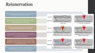 Nerve conduction study (ncs) | PPTX