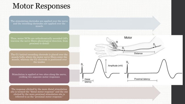 Nerve conduction study (ncs) | PPTX | Brain and Nervous System ...