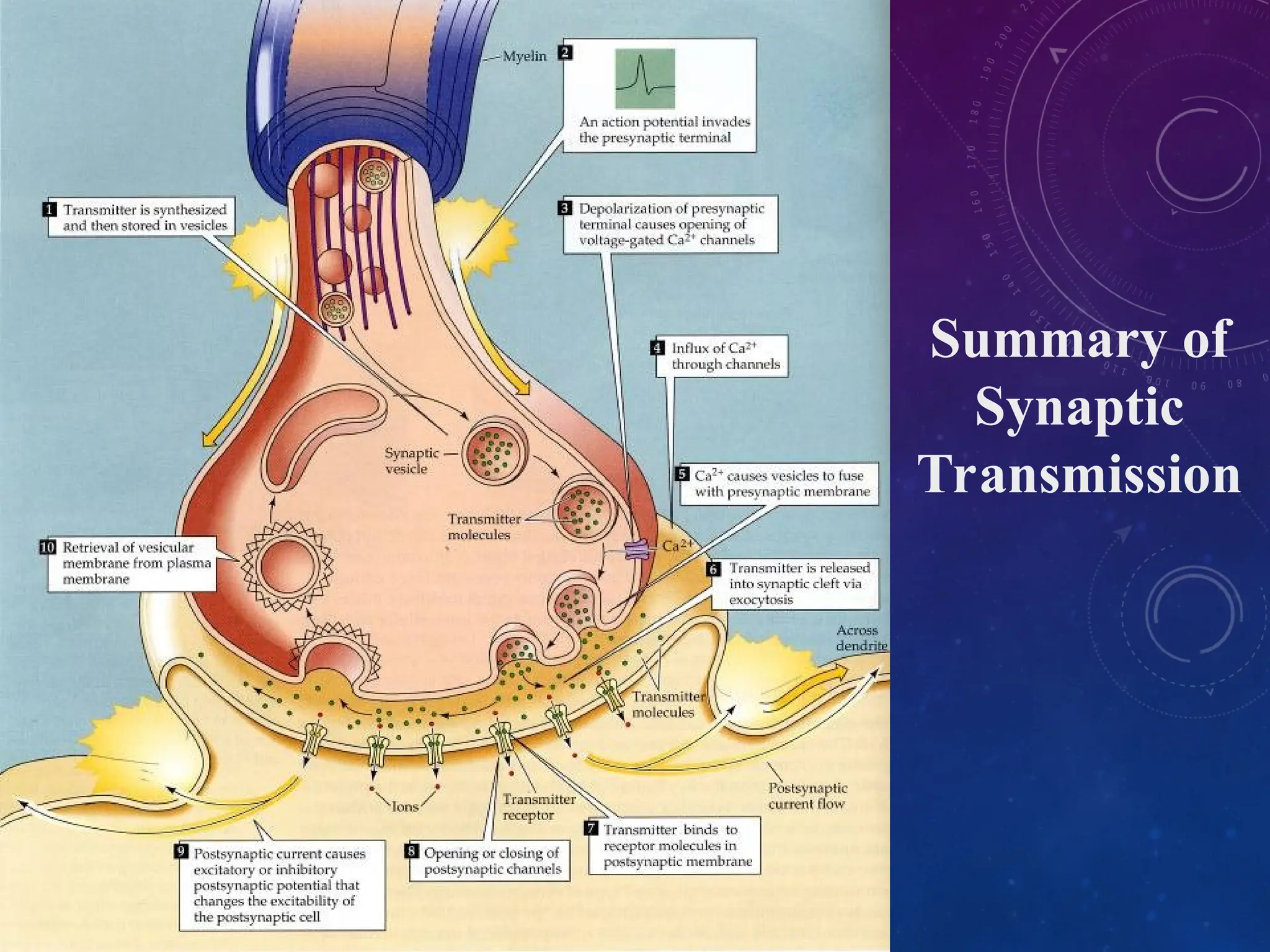 Nerve endings, synapses (1).ppt therapy class MEI and I have | PPT