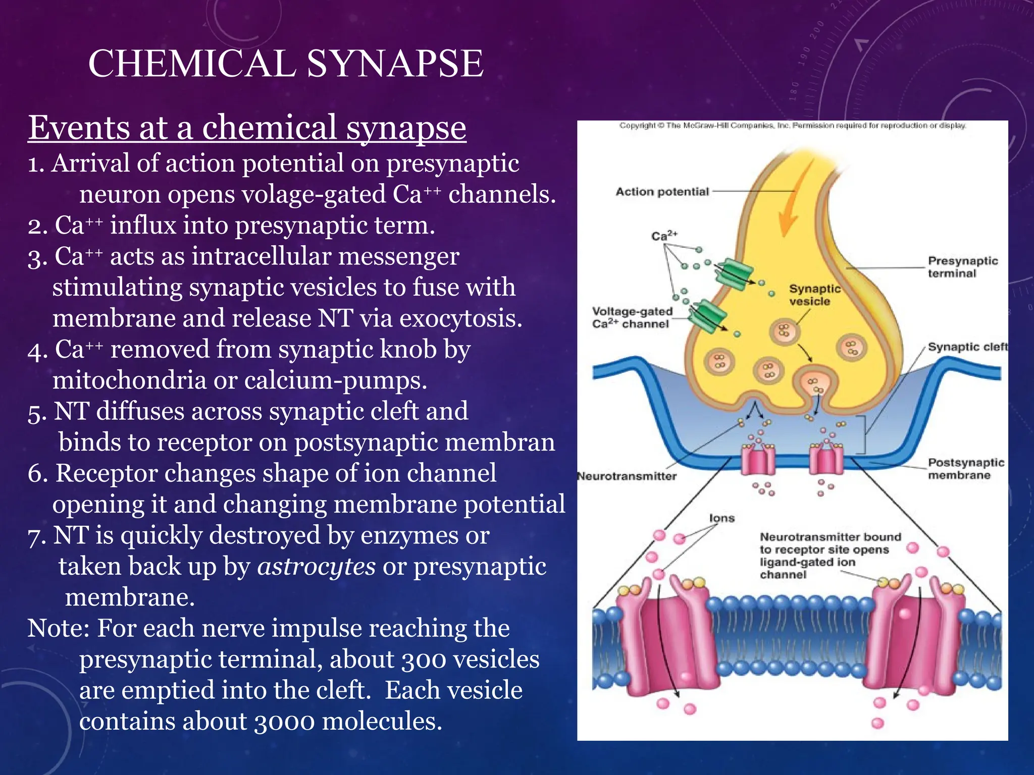 Nerve endings, synapses (1).ppt therapy class MEI and I have | PPT