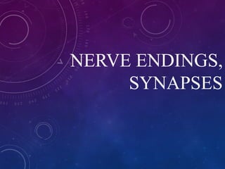 Nerve endings, synapses (1).ppt therapy class MEI and I have | PPT