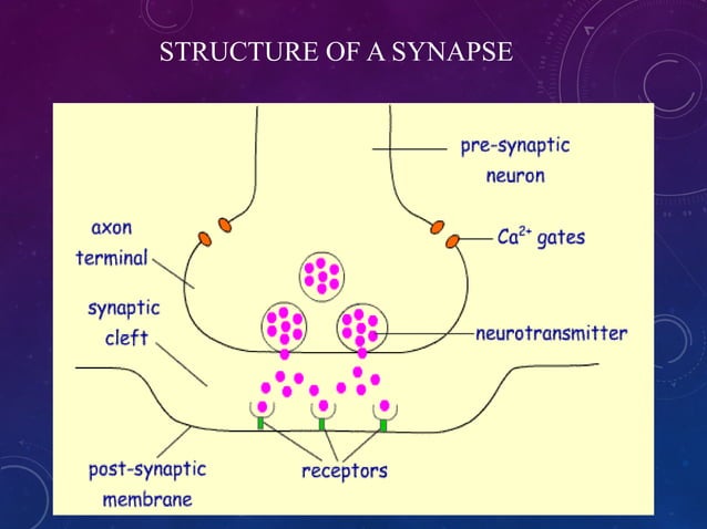 Nerve endings, synapses (1).ppt therapy class MEI and I have | PPT