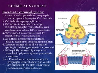 Nerve endings, synapses (1).ppt therapy class MEI and I have | PPT