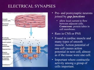 Nerve endings, synapses (1).ppt therapy class MEI and I have | PPT