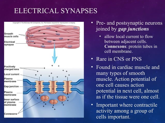 Nerve endings, synapses (1).ppt therapy class MEI and I have | PPT
