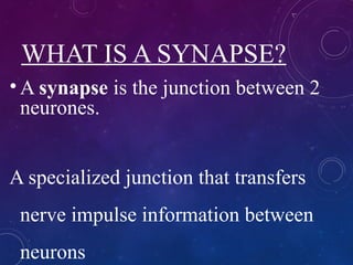 Nerve endings, synapses (1).ppt therapy class MEI and I have | PPT
