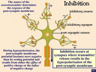 Nerve endings, synapses (1).ppt therapy class MEI and I have | PPT