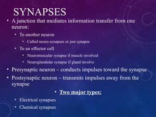 Nerve endings, synapses (1).ppt therapy class MEI and I have | PPT