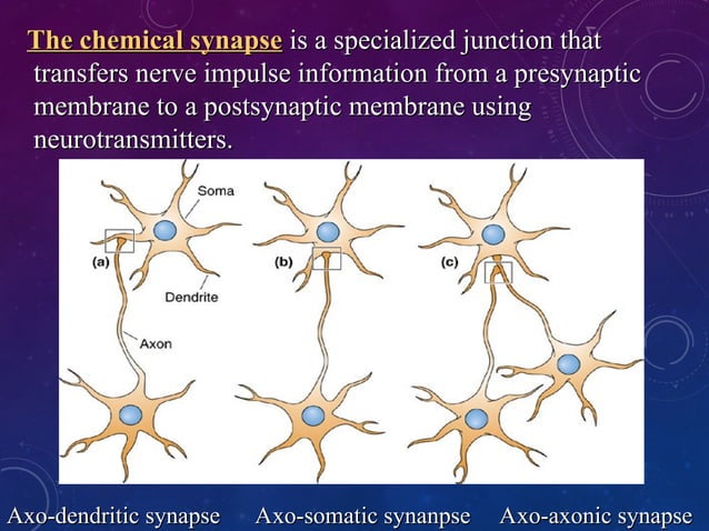 Nerve endings, synapses (1).ppt therapy class MEI and I have | PPT