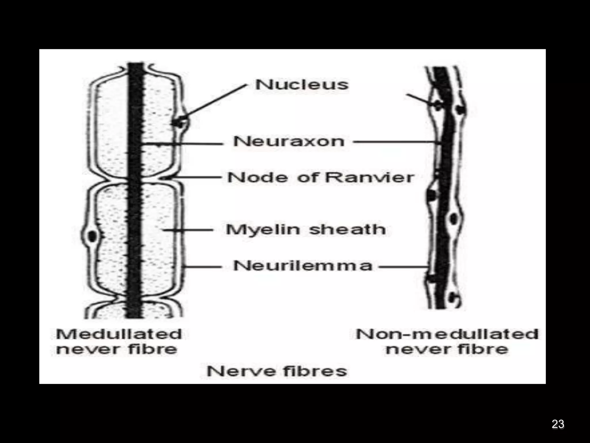 nerve fiber.pptx