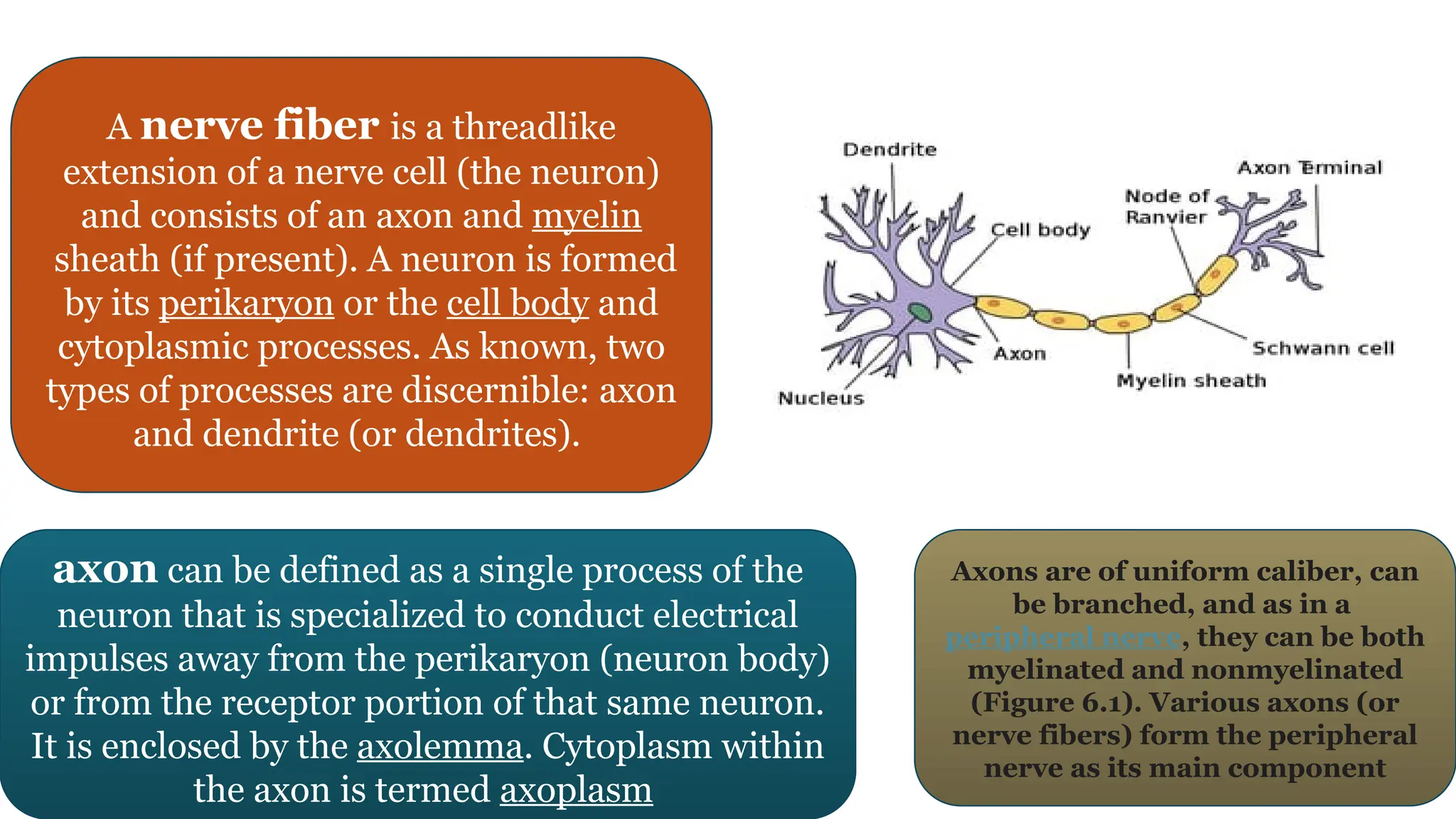 Histology of nerve fibers.Histology of nerve fibers. Histology of nerve ...