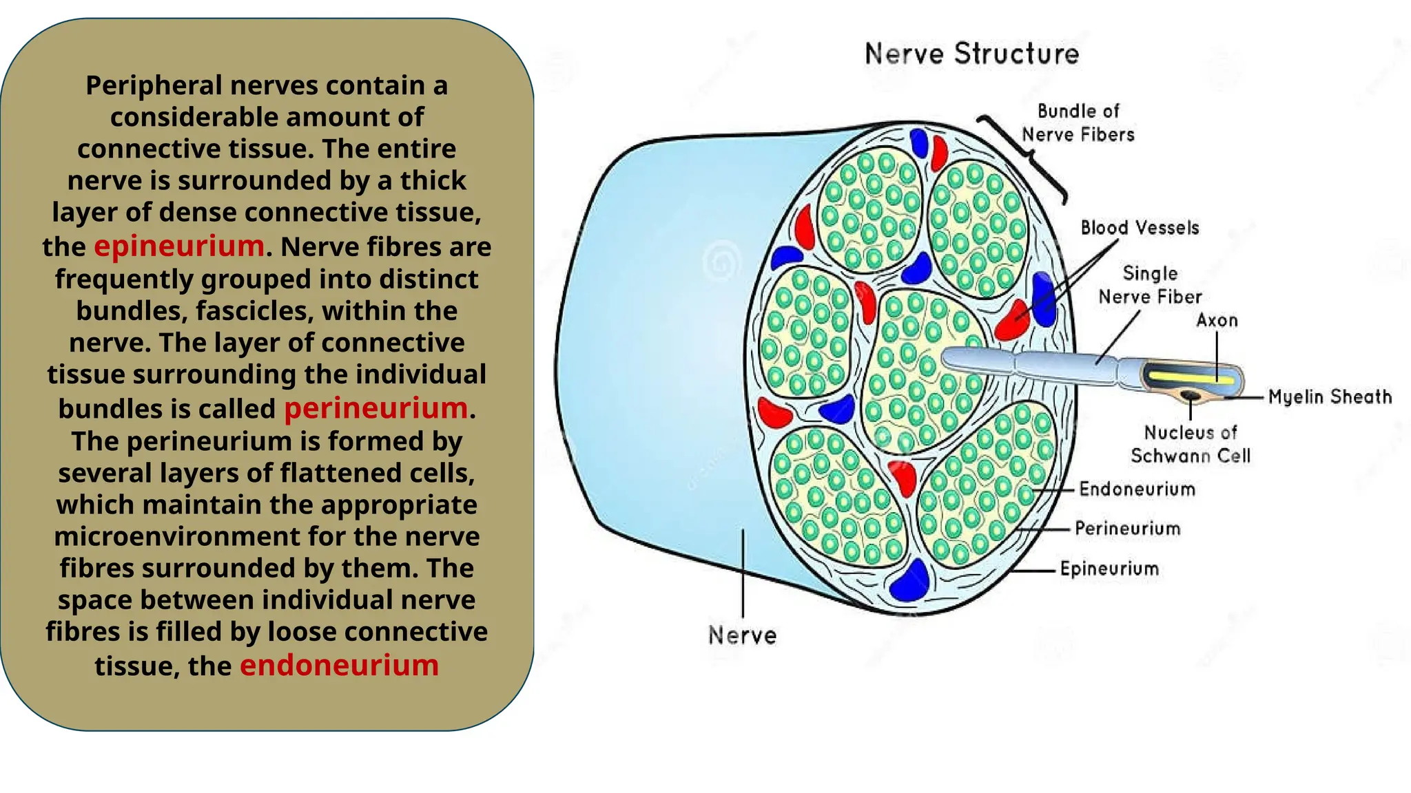 Histology of nerve fibers.Histology of nerve fibers. Histology of nerve ...
